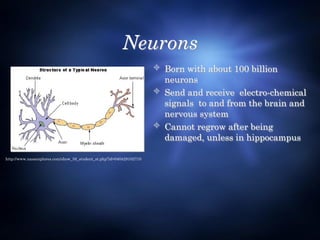 Brain Powerpoint Shortened science (2).ppt
