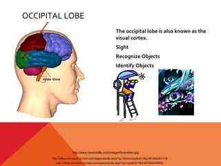 Brain powerpoint template | PPT