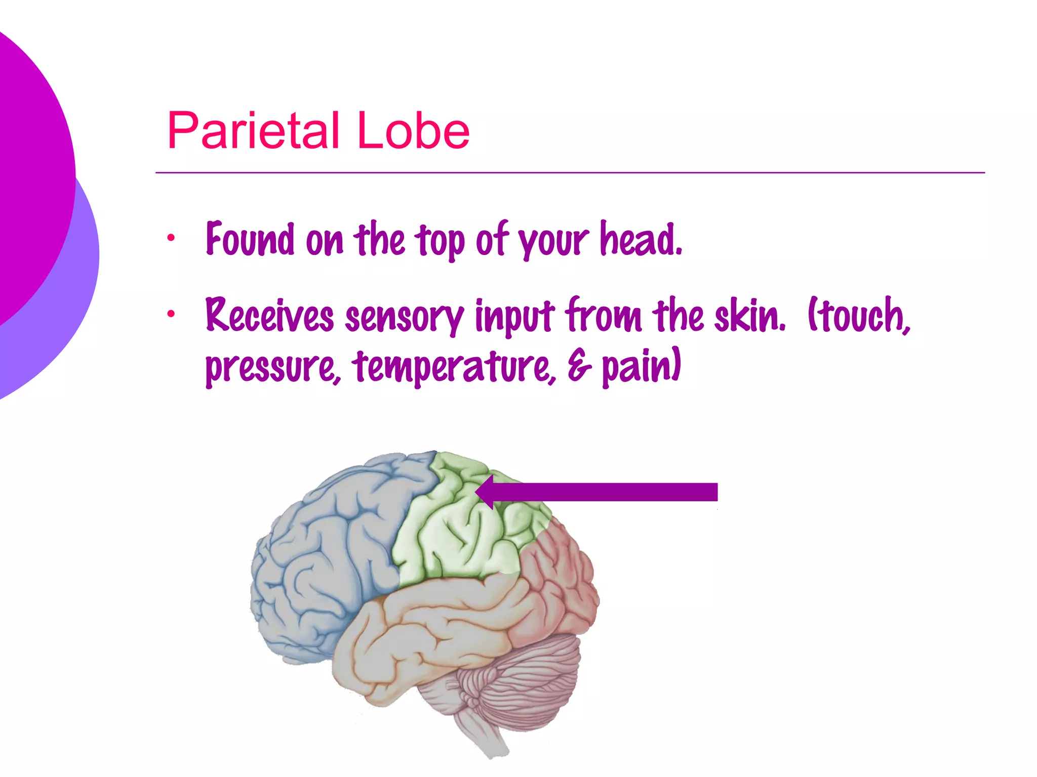 Brain ppt | PPT