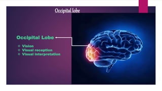 Human brain.. It's parts and function. | PPTX