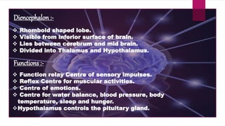 Human brain.. It's parts and function. | PPTX