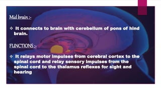 Human brain.. It's parts and function. | PPTX