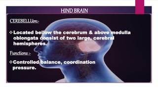 Human brain.. It's parts and function. | PPTX
