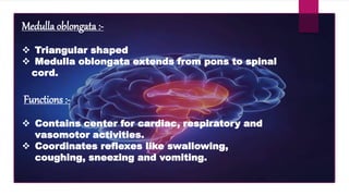 Human brain.. It's parts and function. | PPTX