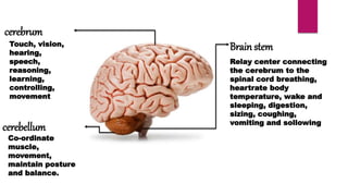 Human brain.. It's parts and function. | PPTX