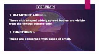 Human brain.. It's parts and function. | PPTX