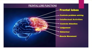 Human brain.. It's parts and function. | PPTX