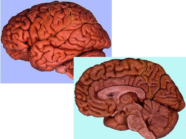 Brain practical | PPTX