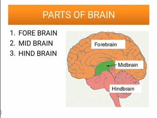 Brain presentation Anatomy and Physiology of brain neurons nerves parts ...