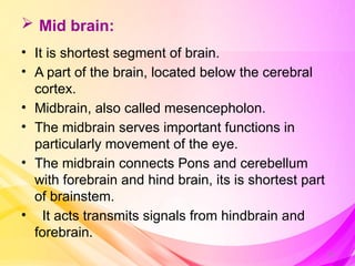 Brain presentation Anatomy and Physiology of brain neurons nerves parts ...