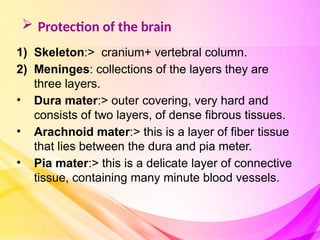 Brain presentation Anatomy and Physiology of brain neurons nerves parts ...