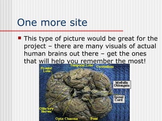 Parts of The Brain | PPT