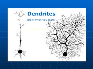 Brain research and language learning | PPT