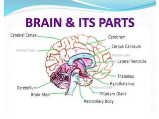 Brain Activity Sensors | PPT