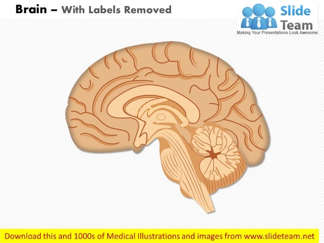 Brain Diagram No Labels