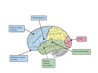 ECD "brain" | PPT