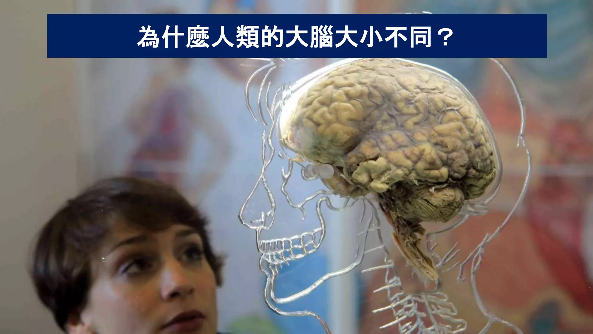 Brain Size Series 02 - Why are people's brains different sizes？.pptx