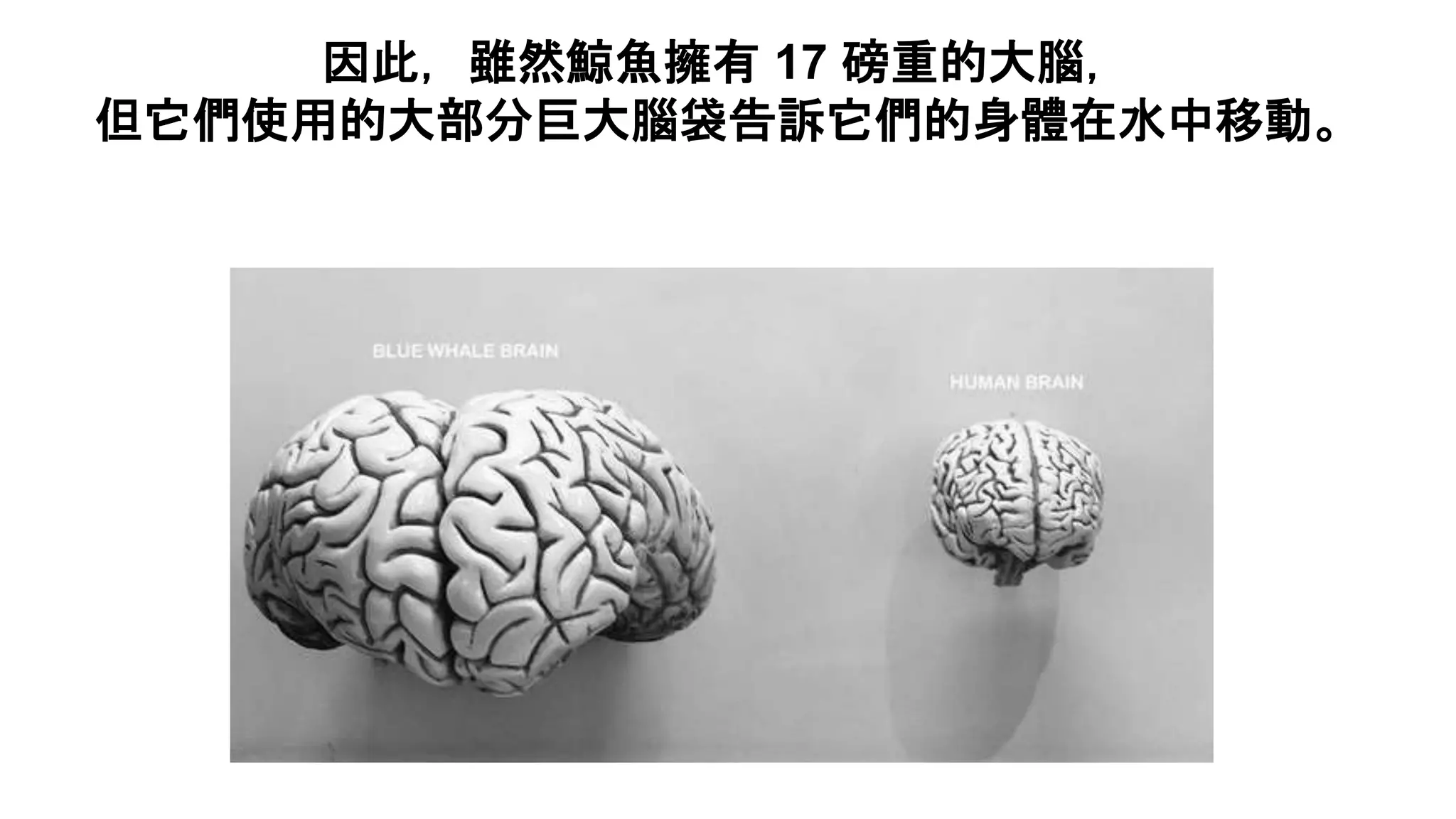 Brain Size Series 02 - Why are people's brains different sizes？.pptx