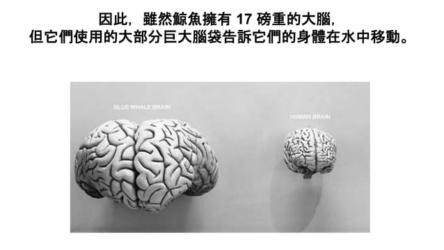Brain Size Series 02 - Why are people's brains different sizes？.pptx
