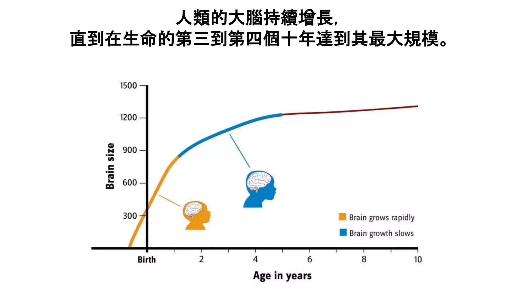 Brain Size Series 05 - Does Brain Size Matter？.pptx
