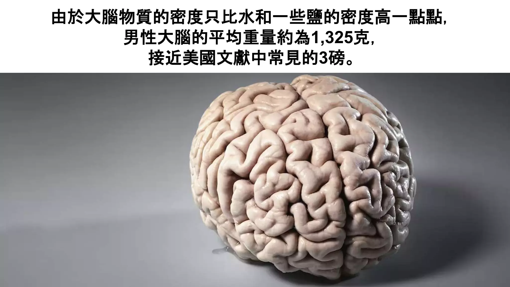 Brain Size Series 05 - Does Brain Size Matter？.pptx