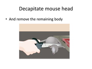 Brain slicing | PPTX