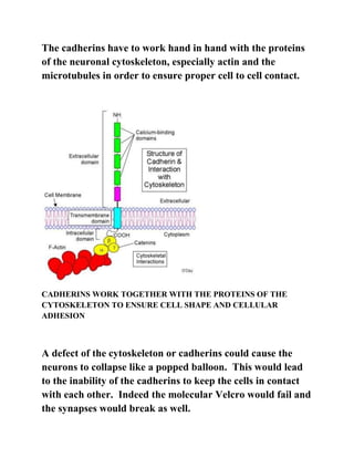 Brain's molecular velcro | DOCX | Brain and Nervous System Disorders ...