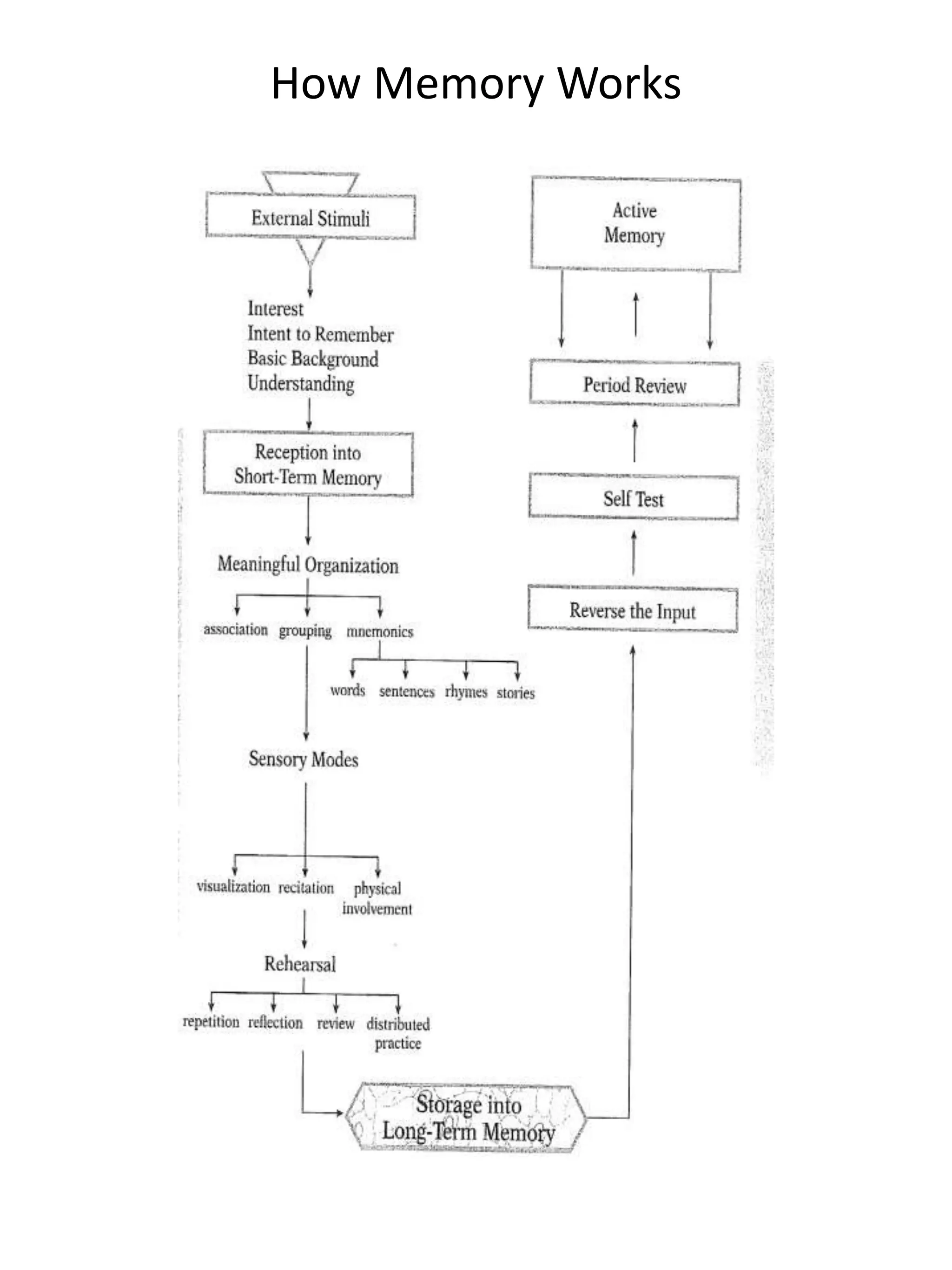 Brains of students | PPTX