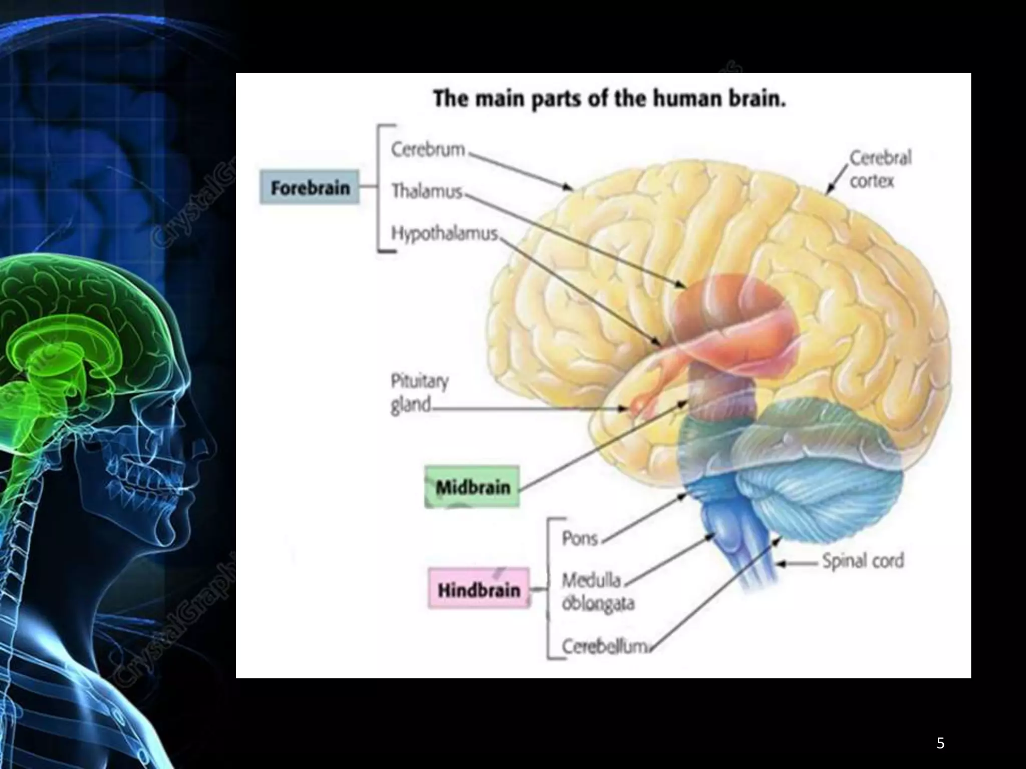 Brain specific delivery | PPTX