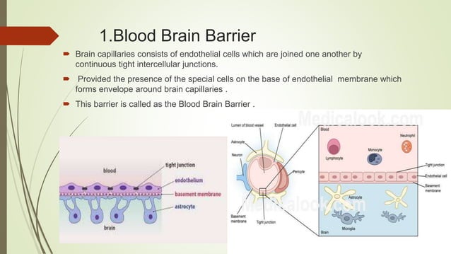 Brain specific delivery | PPTX