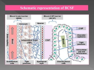 Brain specific drug delivery.pptx -Mpharm | PPTX