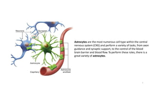 Brain specific drug deliverys | PPTX