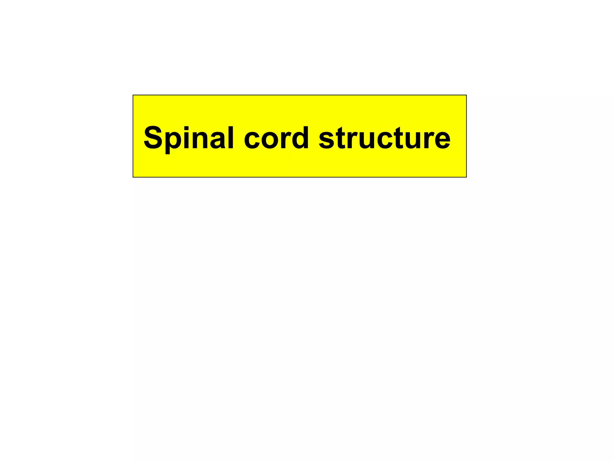 Brain spinal cord notes | PPT