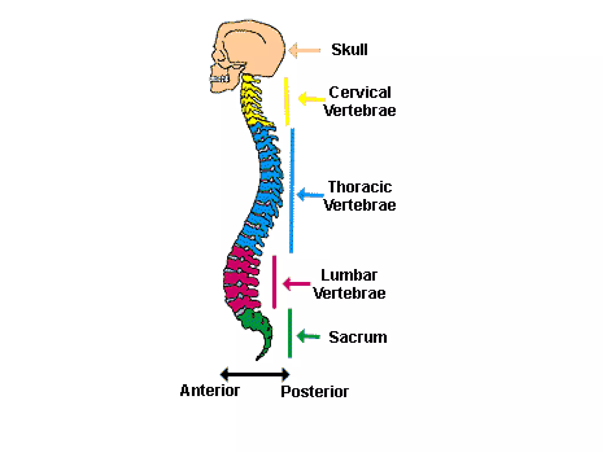 Brain spinal cord notes | PPT