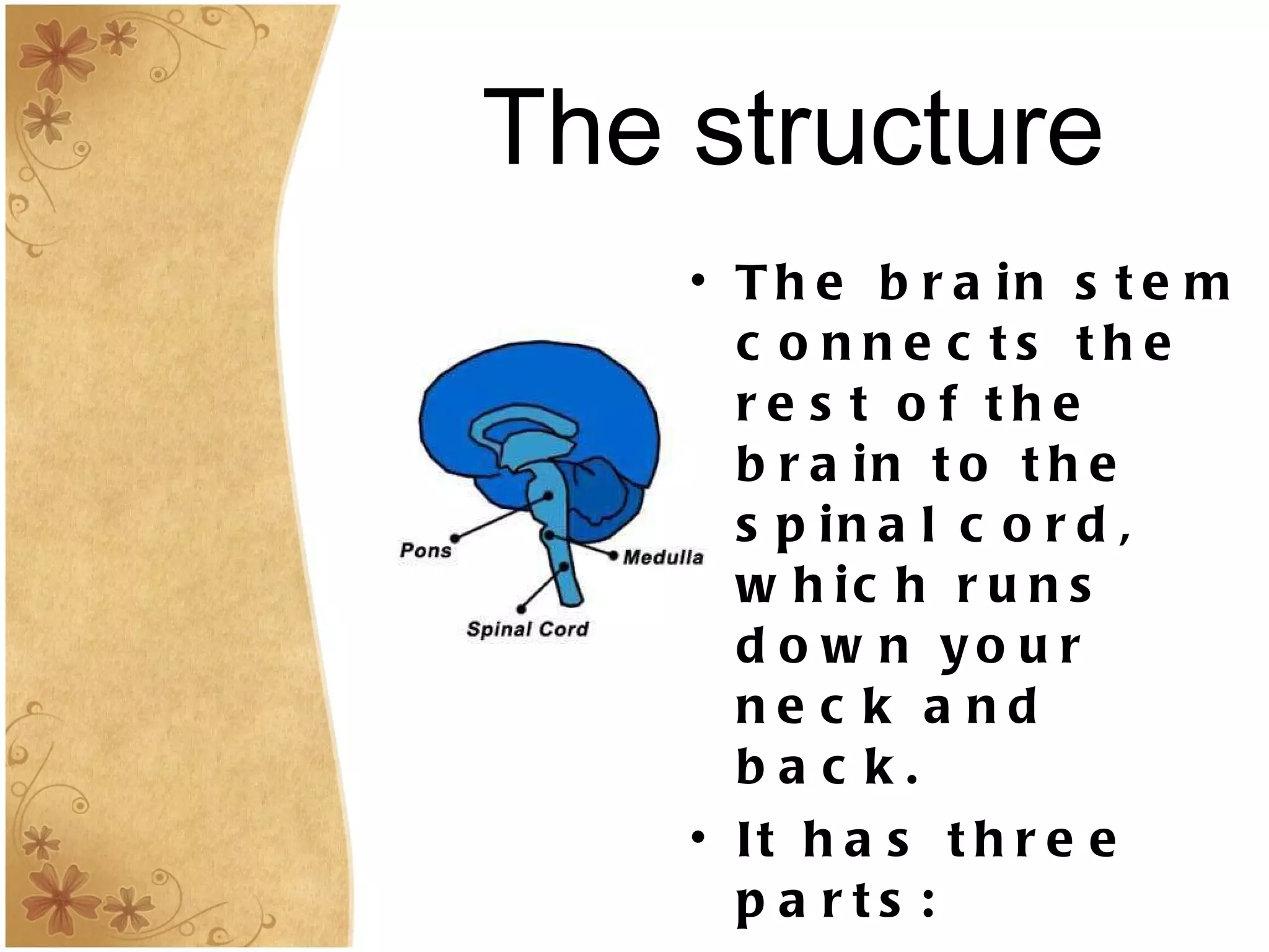 Brain stem | PPT