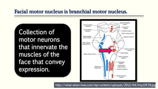 Brainstem | PPSX