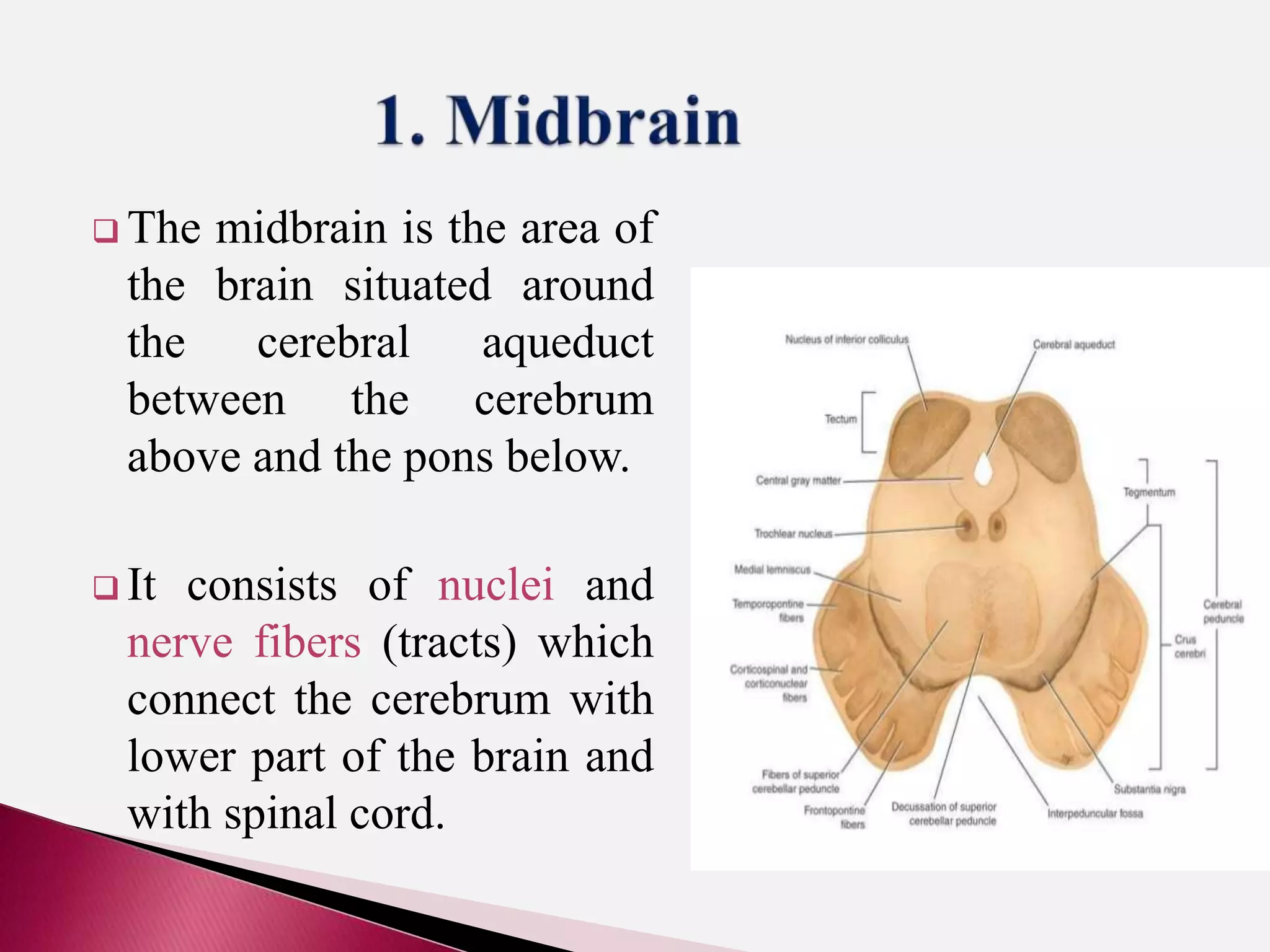 Brainstem | PPTX