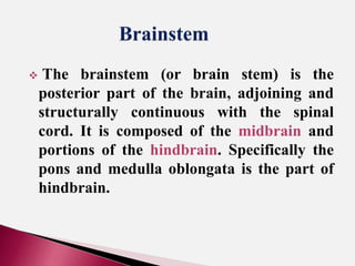 Brainstem | PPTX
