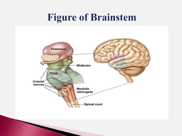 Brainstem | PPTX | Brain and Nervous System Disorders | Diseases and Conditions