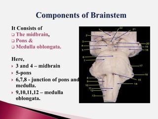 Brainstem | PPTX