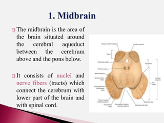 Brainstem | PPTX