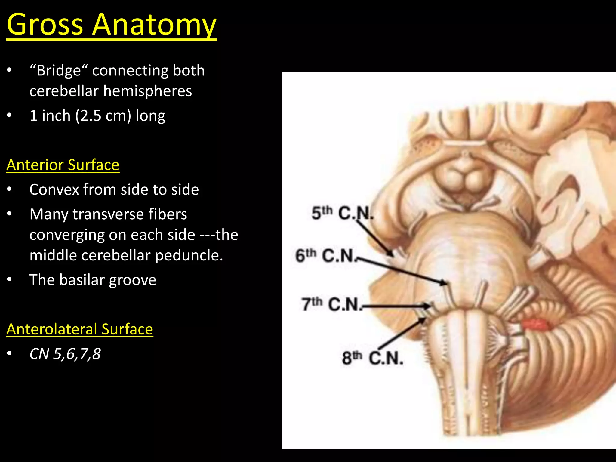 Brain stem | PPTX