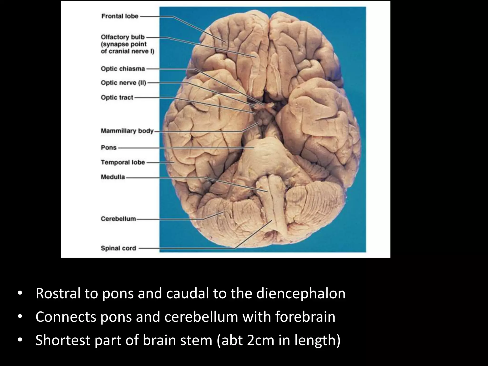 Brain stem | PPTX