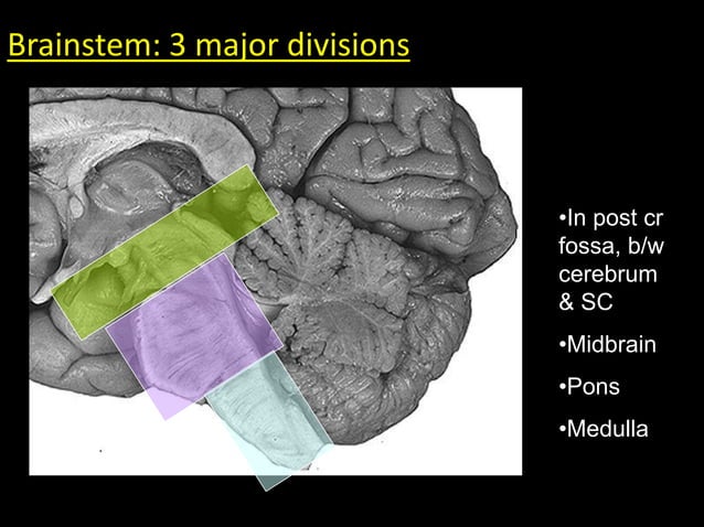 Brain stem | PPT