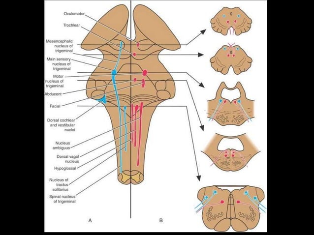 Brain stem | PPT