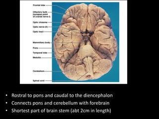 Brain stem | PPT