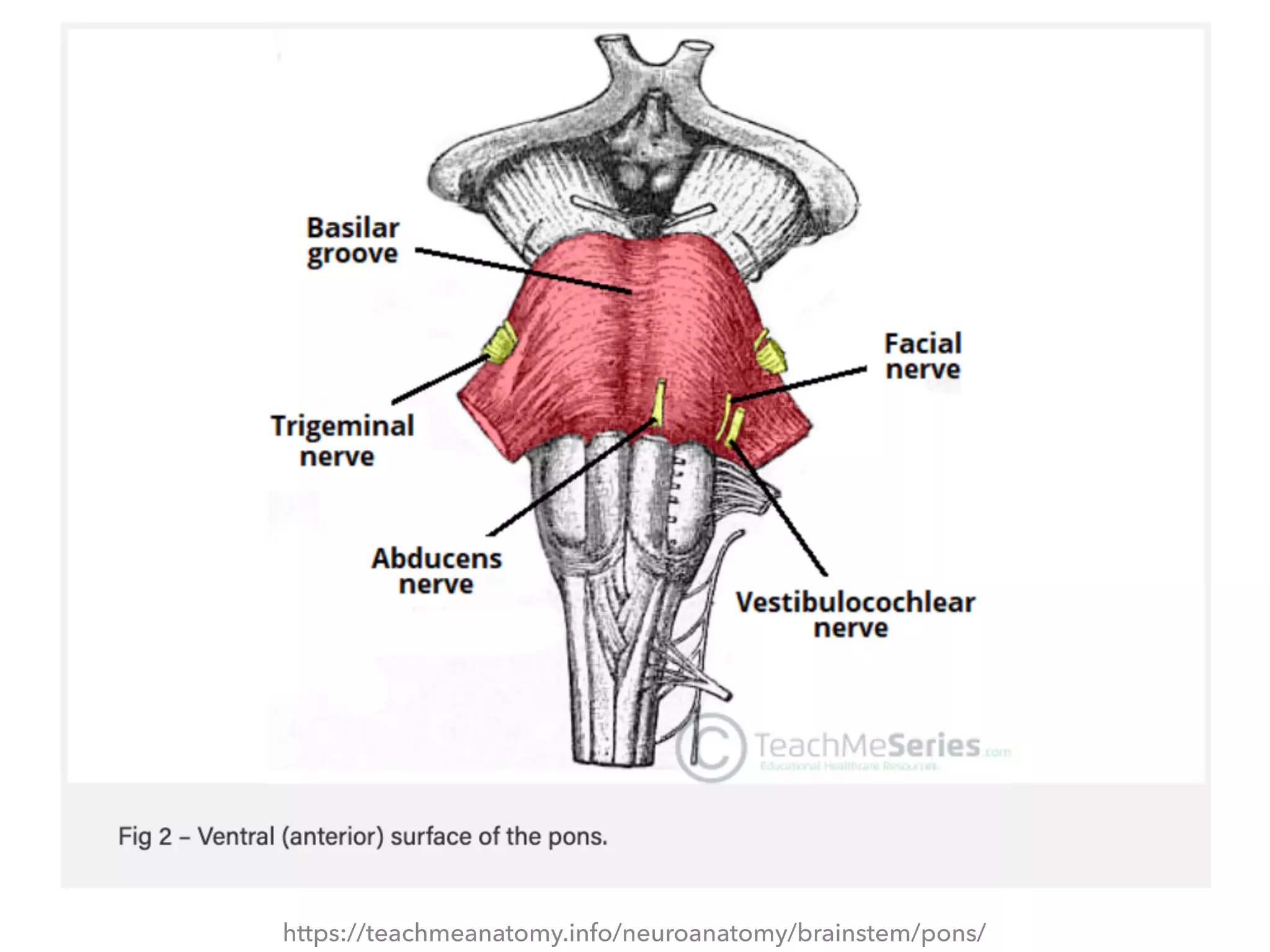 Brainstem | PDF