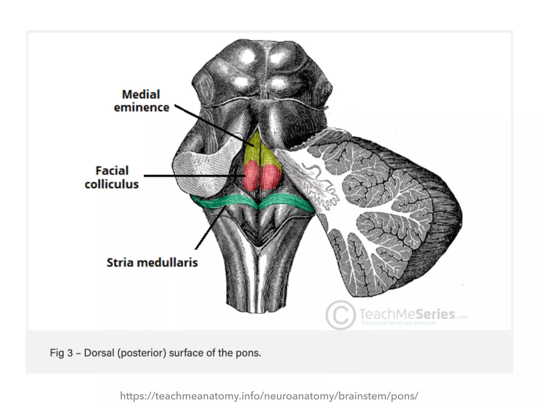 Brainstem | PDF