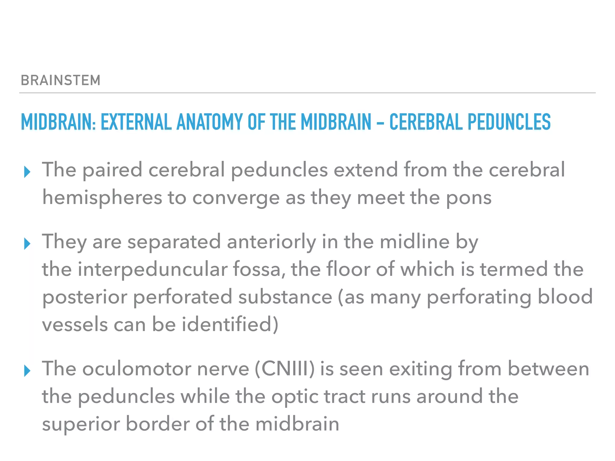 Brainstem | PDF