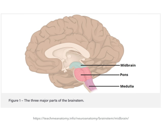 Brainstem | PPT